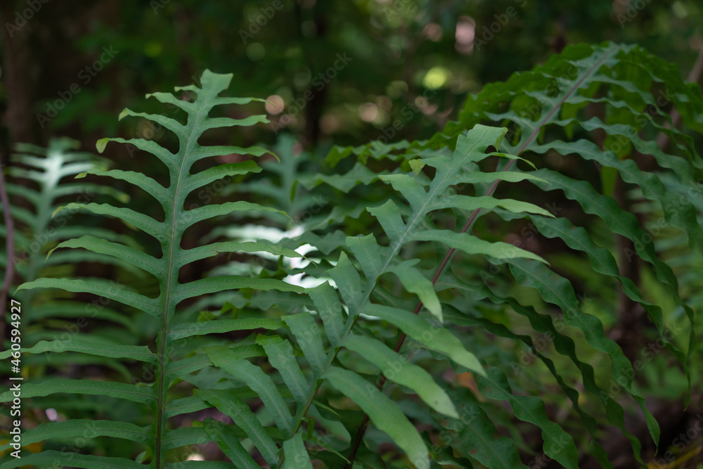 Phlebodium aureum (golden polypody, golden serpent fern, cabbage palm ...