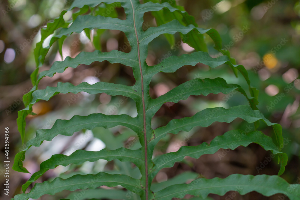 Phlebodium aureum (golden polypody, golden serpent fern, cabbage palm ...