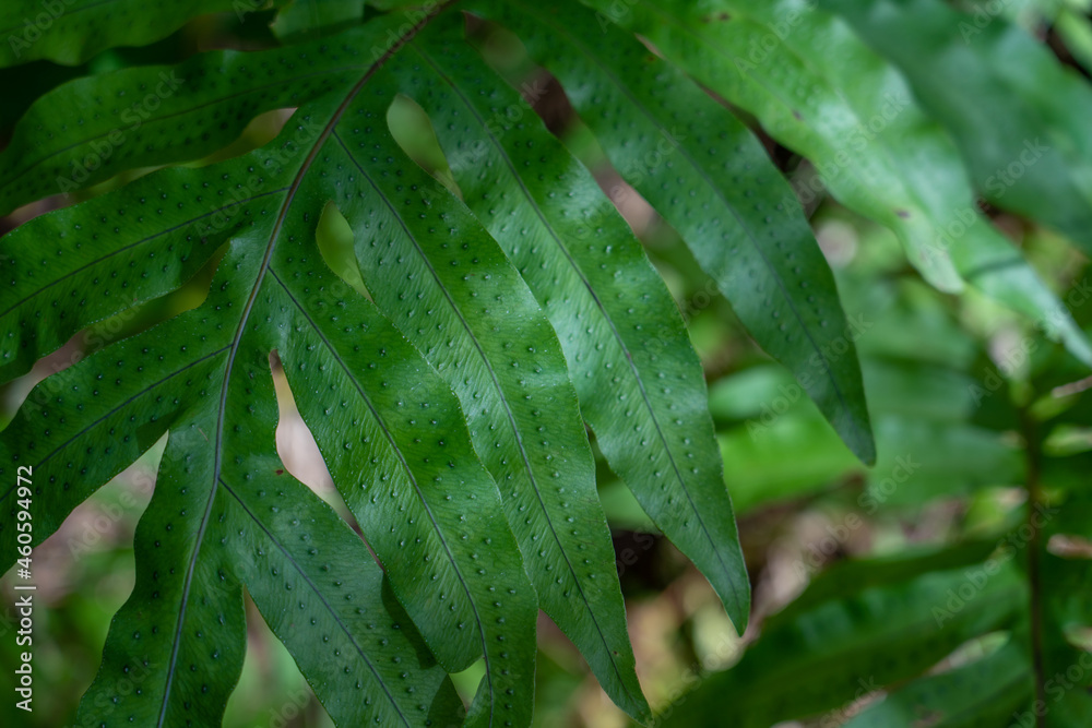 Phlebodium aureum (golden polypody, golden serpent fern, cabbage palm ...