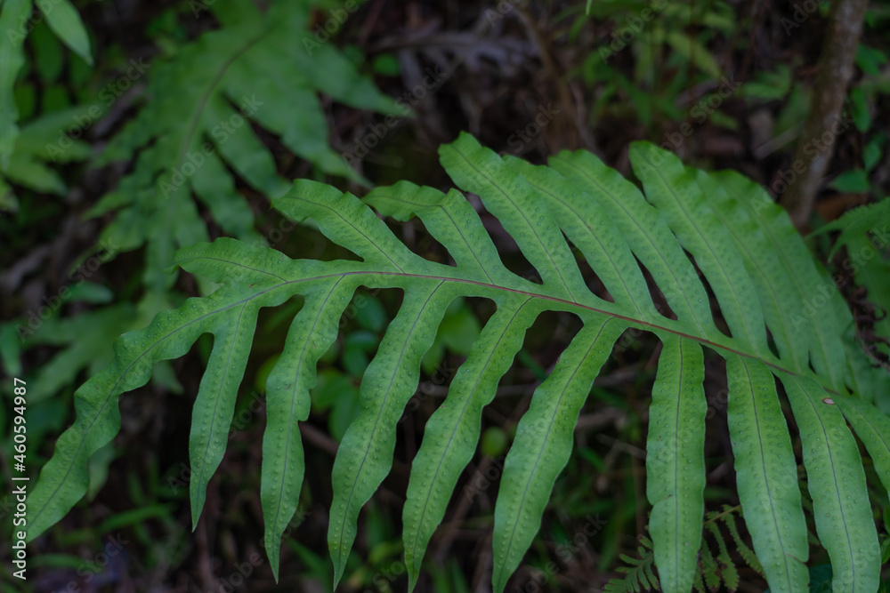 Fotografia do Stock: Phlebodium aureum (golden polypody, golden serpent ...