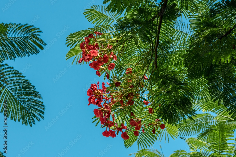 Delonix regia is a species of flowering plant in the bean family ...