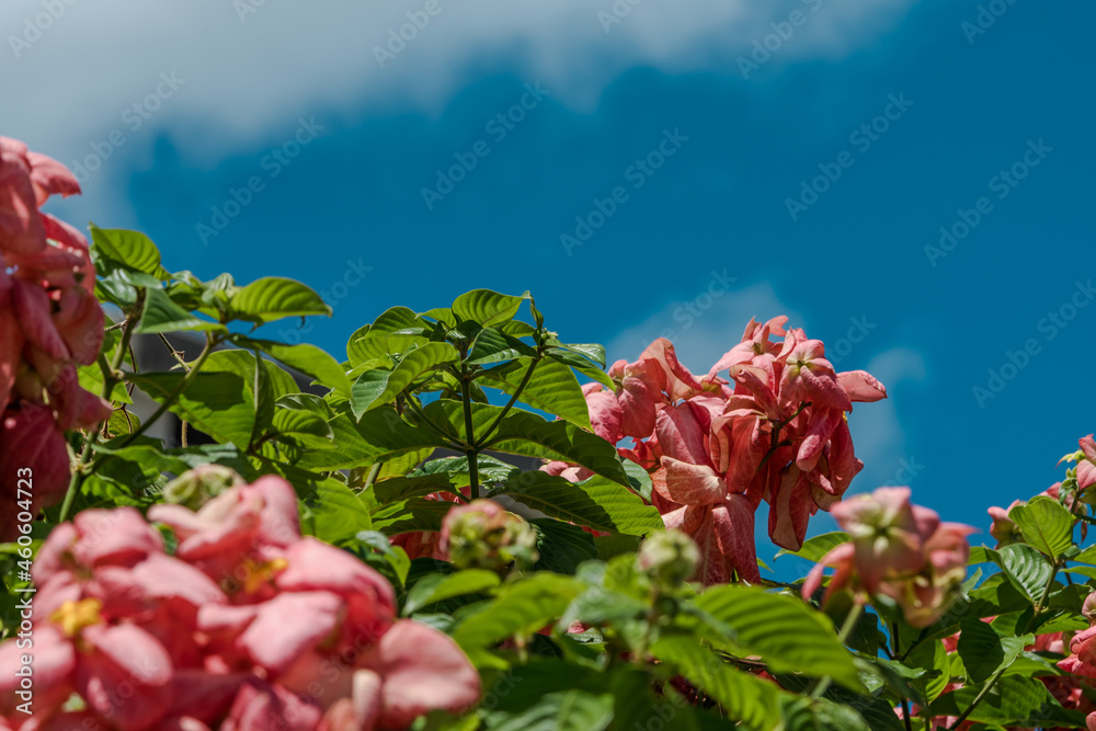 Mussaenda philippica (Aklan: Agboy) is a plant species in the family ...