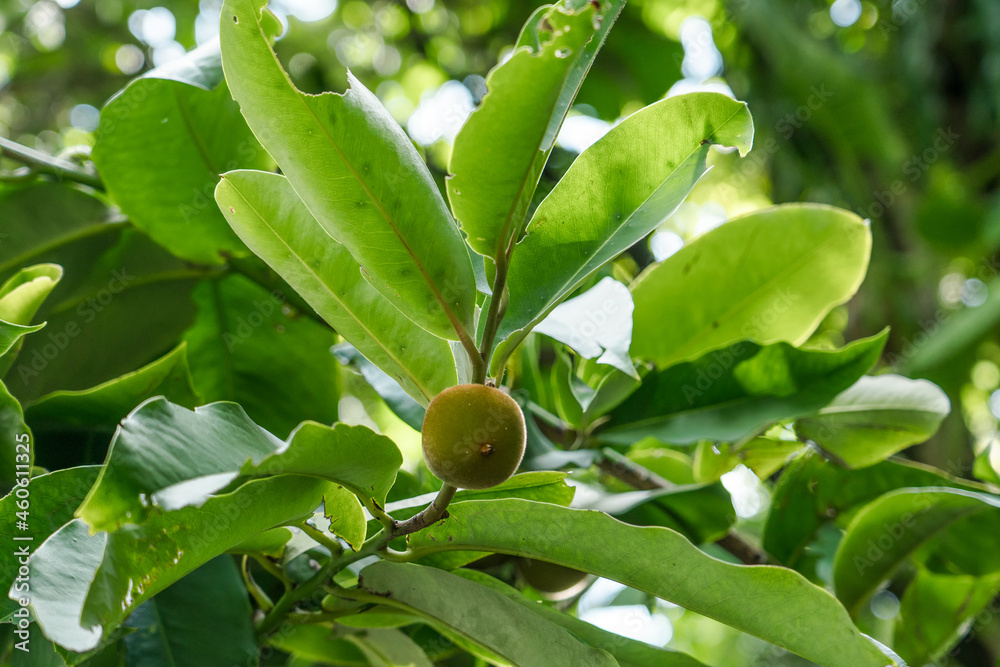 Diospyros discolor commonly known as velvet apple, velvet persimmon ...