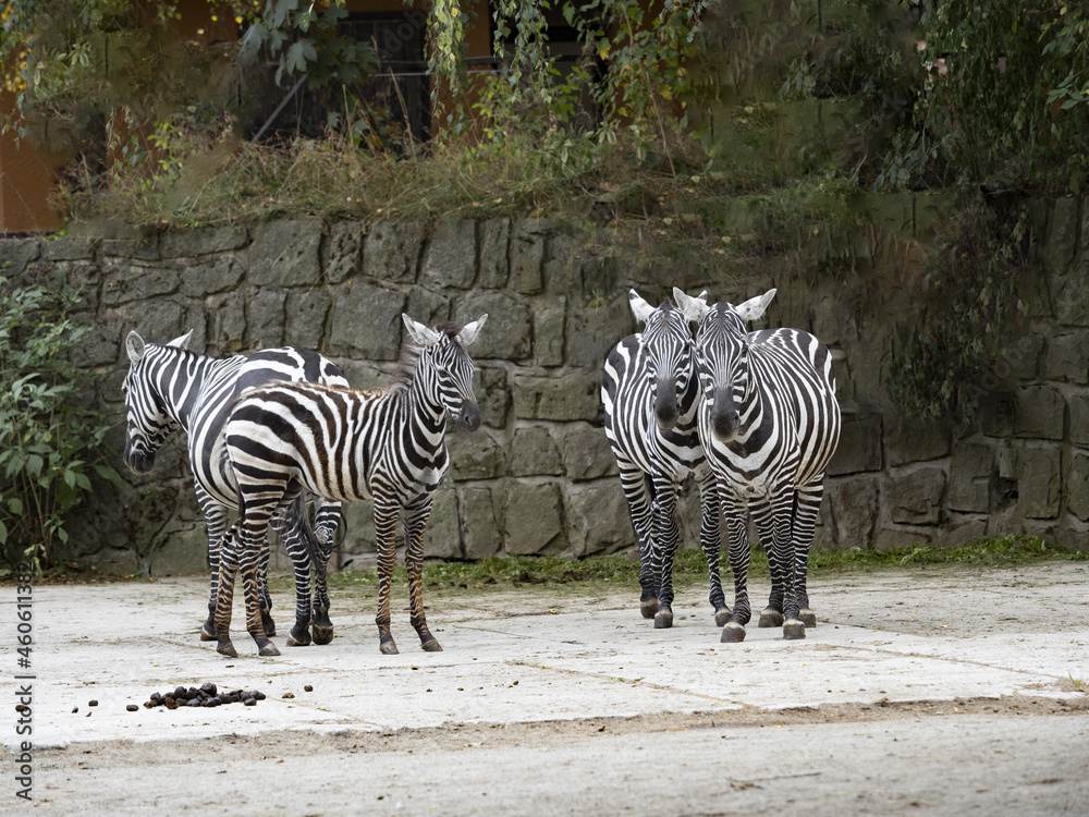 The maneless zebra, Equus quagga borensis, is the rarest subspecies of ...