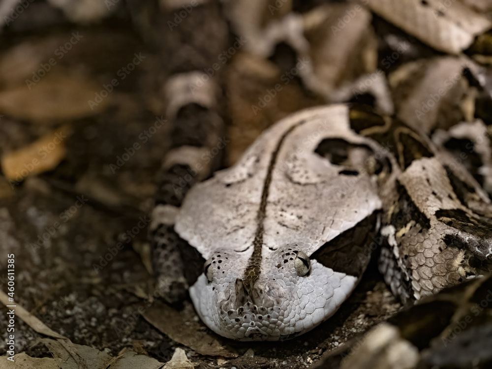Gaboon viper, Bitis gabonica rhinoceros, is one of the largest venomous ...