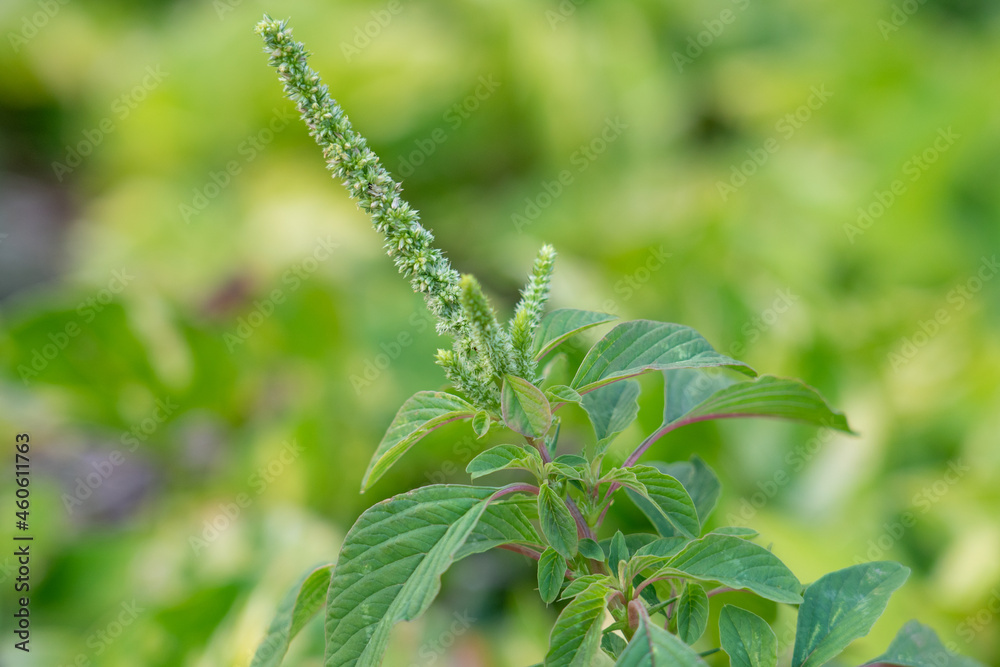 Amaranthus spinosus, commonly known as the spiny amaranth, spiny ...