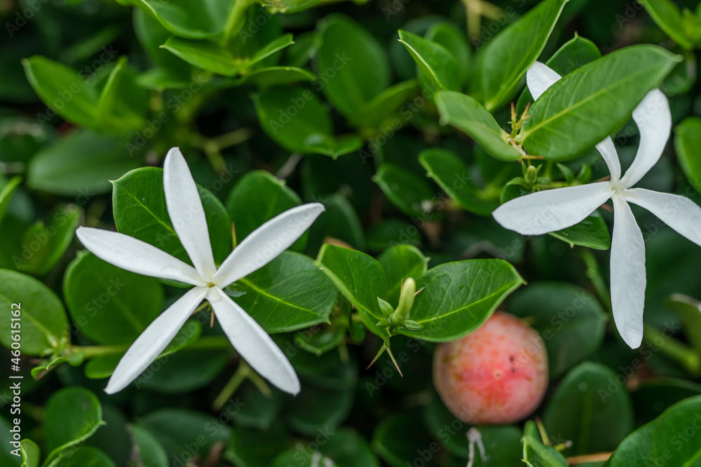 Carissa macrocarpa is a shrub native to tropical and southern Africa ...