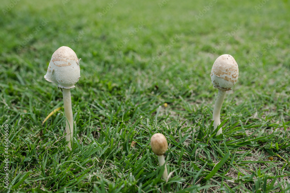 Chlorophyllum molybdites, which has the common names of false parasol ...