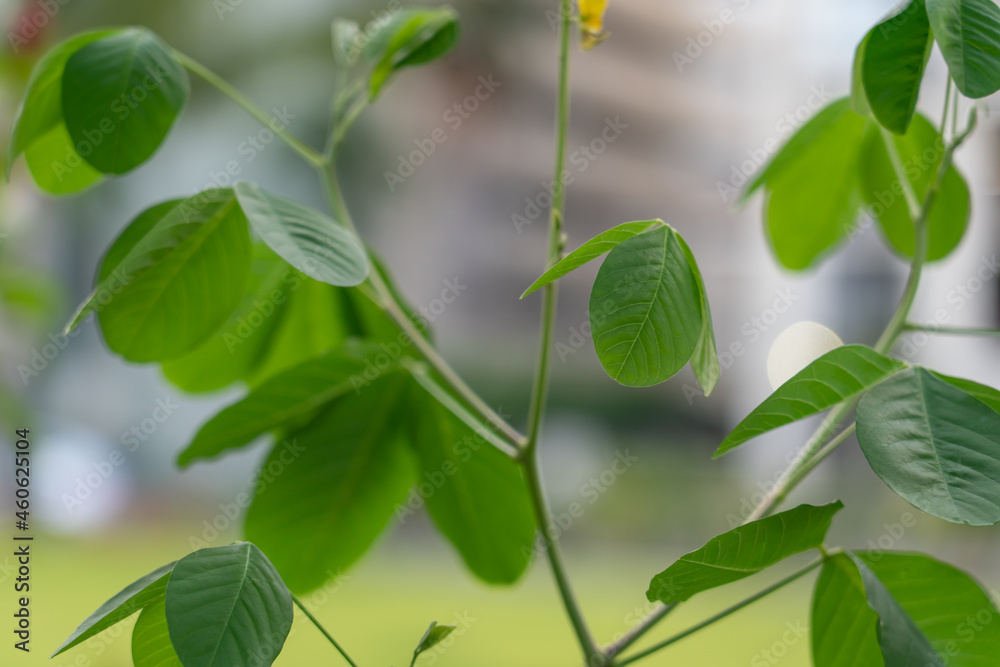 Crotalaria spectabilis, the showy rattlebox or showy rattlepod, is a ...