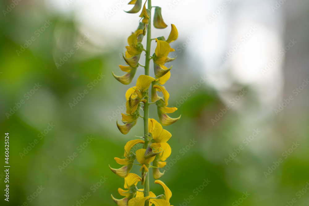 Crotalaria spectabilis, the showy rattlebox or showy rattlepod, is a ...