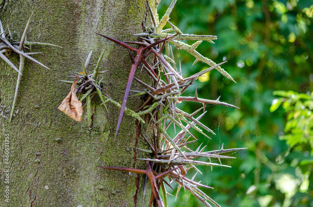 Févier d'Amérique (Gleditsia triacanthos) Stock Photo | Adobe Stock