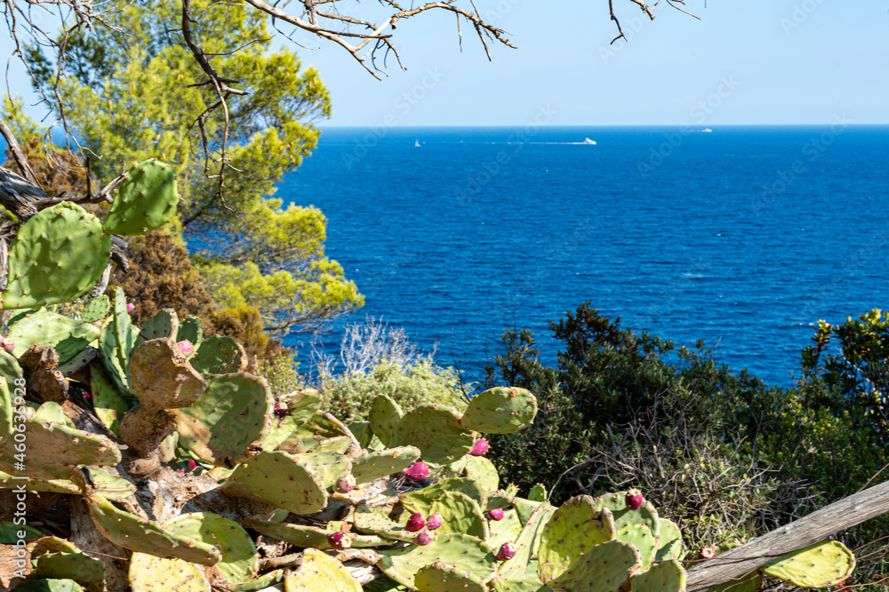 Prickly pear tree on a sea background. On the side of a steep path of ...