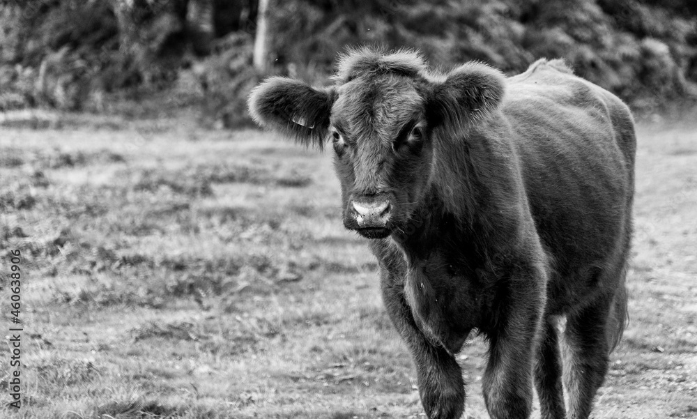 Fluffy cow with big ears close up low level view showing ears eyes nose ...