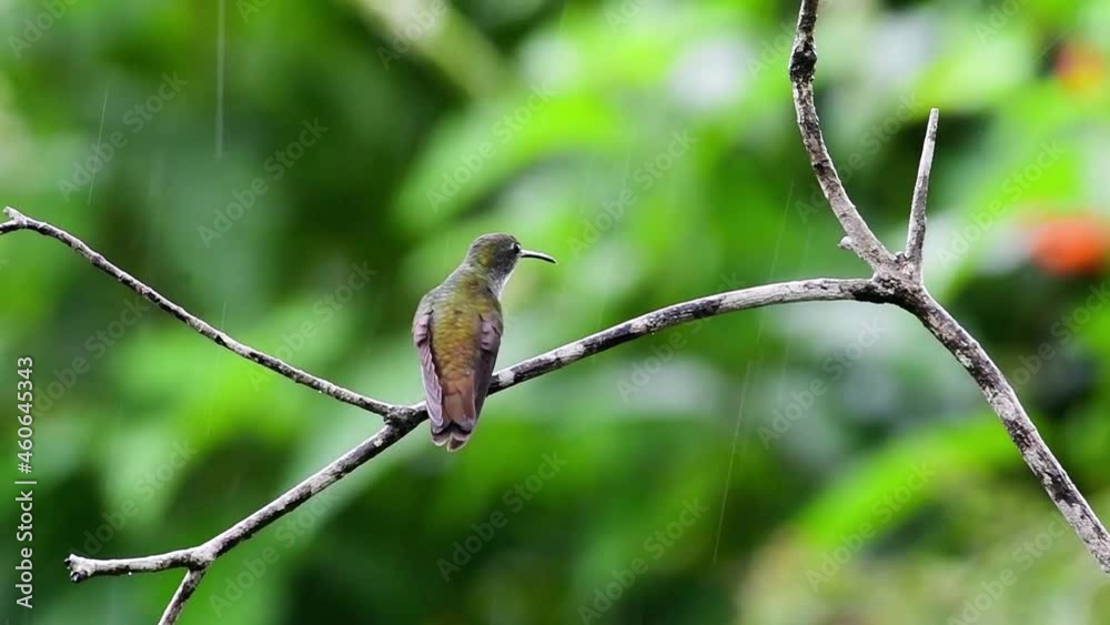 A Tropical Mockingbird disrupts a White-chested Emerald hummingbird ...