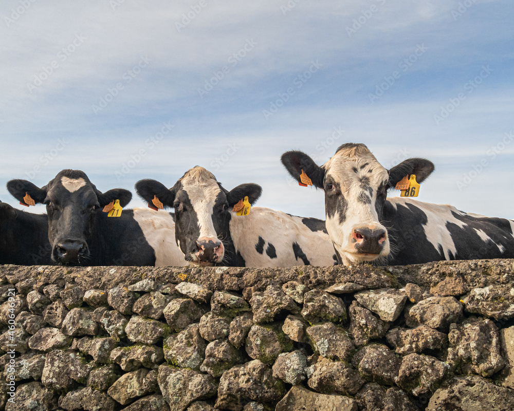 Trio of three black and white cows looking over a stone wall on ...