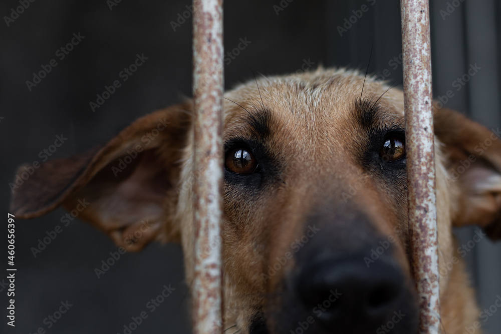 Portrait of a sad homeless dog with a melancholy gaze sitting behind ...
