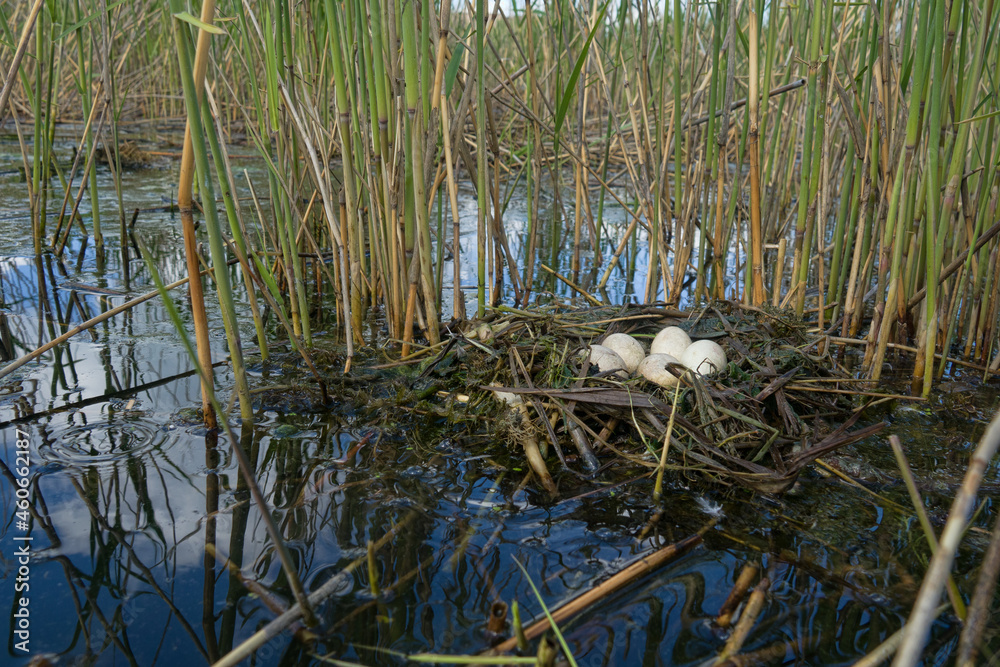Bird's Nest Guide. Nidology. Slavonian grebe (Podiceps auritus ...