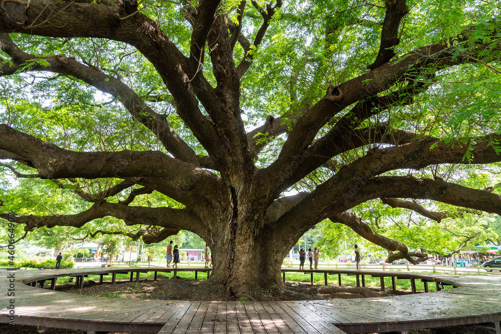 Giant Chamchuri Tree, a tourist destination where tourists come to see ...