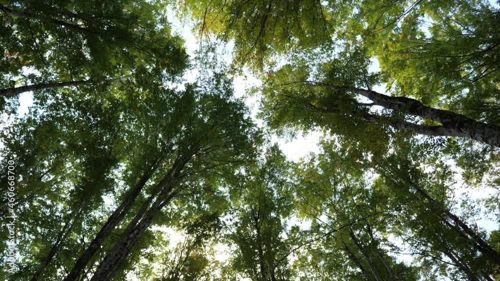 Green trees in the forest. Rotating trees, spinning camera, bottom up ...