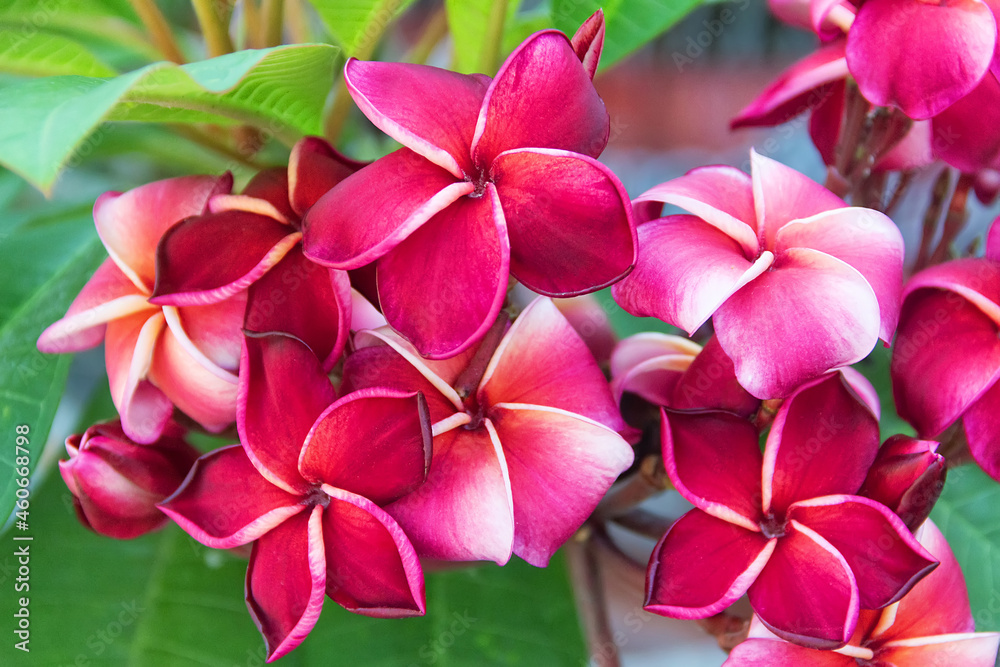 One of varieties (hybrids) of plumeria with flowers, Fleur De ...