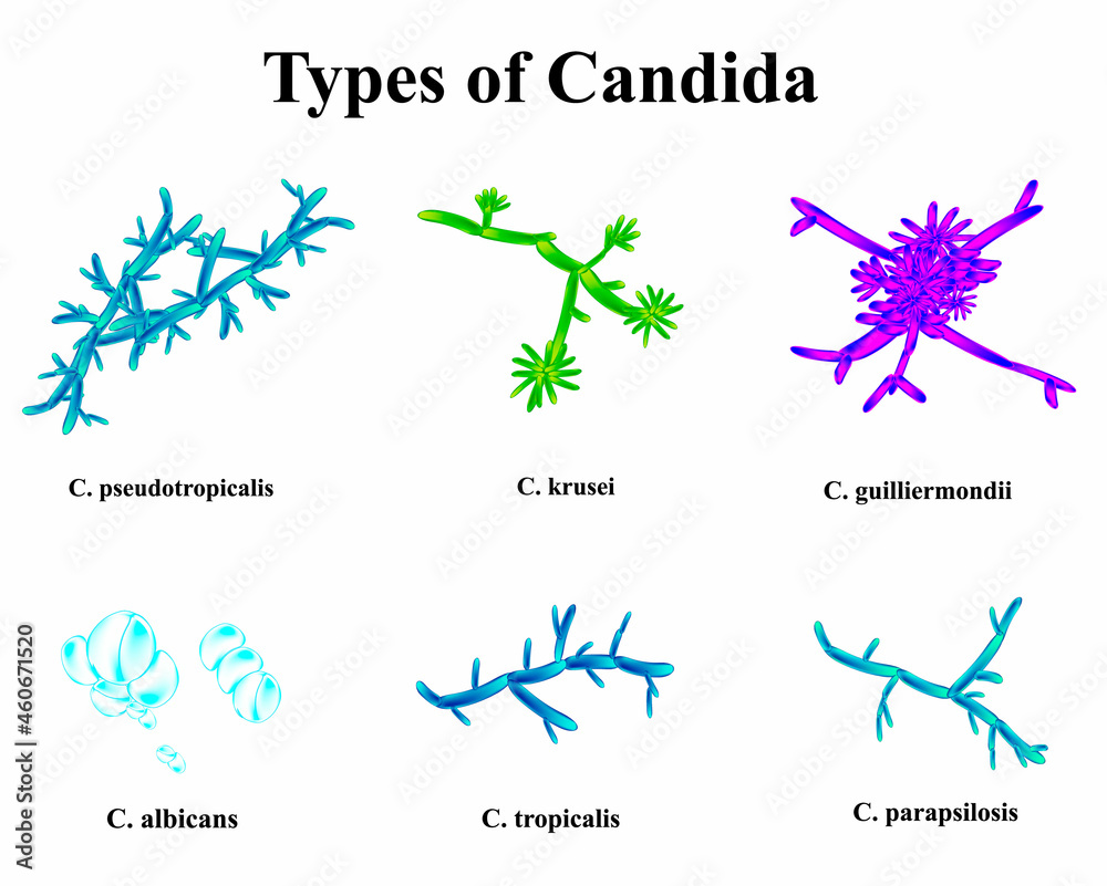 Types of Candida. Anatomical structure of candida. Vector illustration ...