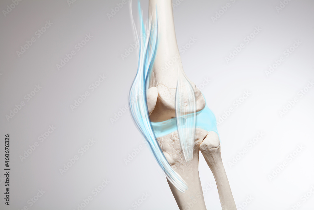 Knee cartilage bone and muscles pain, human leg anatomy illustration ...