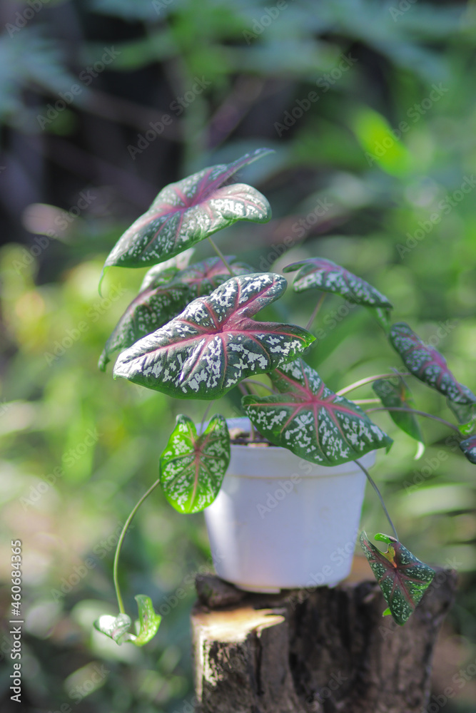 Green Caladium red star or heart of Jesus, or caladium tricolor with ...