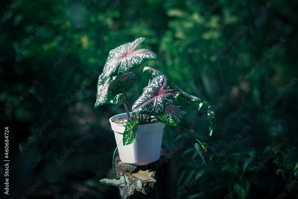 Green Caladium red star or heart of Jesus, or caladium tricolor with ...