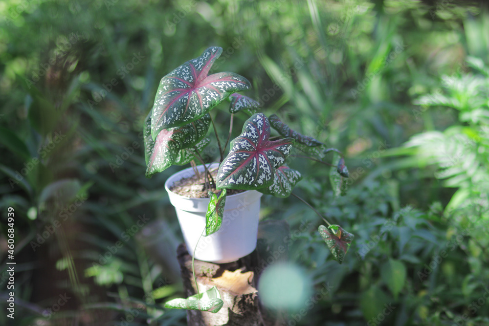 Green Caladium red star or heart of Jesus, or caladium tricolor with ...
