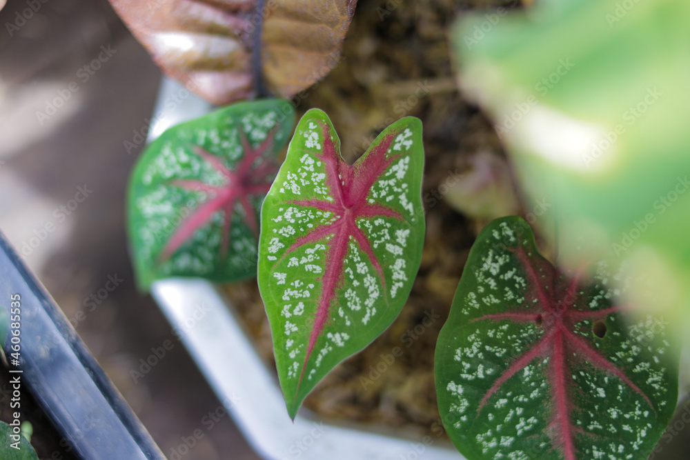 Close up view of Green Caladium red star or heart of Jesus, or caladium ...