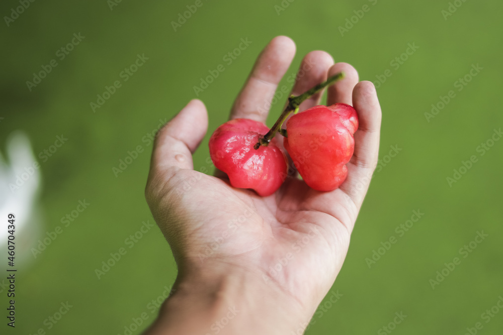 Fresh ripe red rose apples hanging on hand. Also know as jambu air ...
