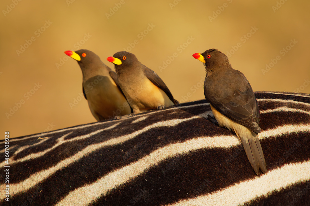 Yellow-billed Oxpecker - Buphagus africanus passerine bird in ...