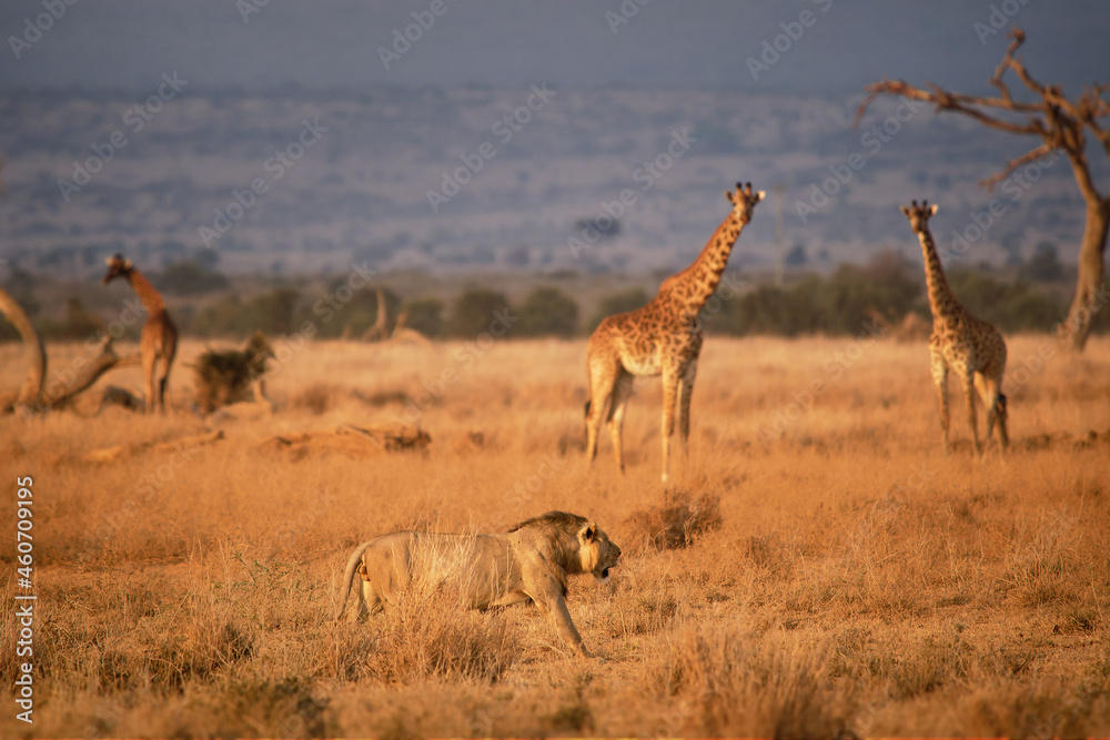 Lion - Panthera leo king of the animals. Lion - the biggest african cat ...
