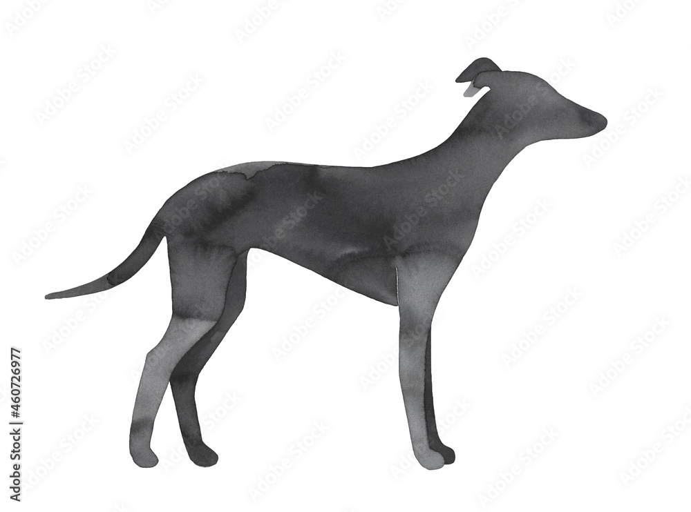 Grungy water color illustration of standing whippet puppy silhouette ...