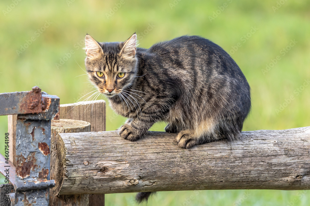 Four paws. Domestic cat in the village on the fence. Animal protection ...