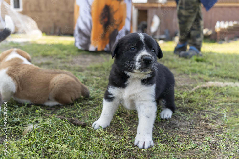 cute little young puppies of Alabai breed are walking in farm yard with ...