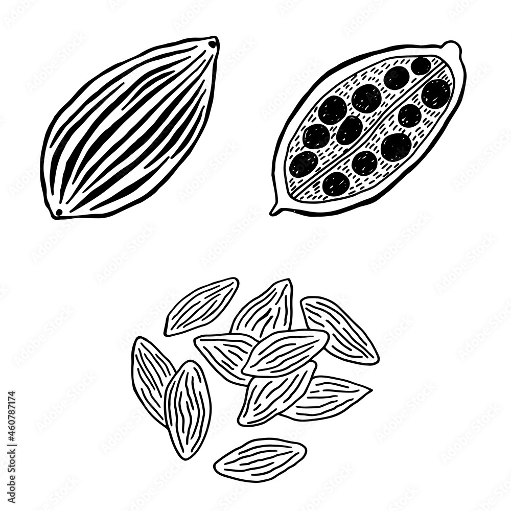 Cardamom - flavoring line illustration. Black and white doodle sketch ...