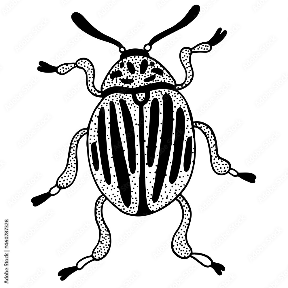 Colorado beetle - insect line sketch. Simple black and white ...
