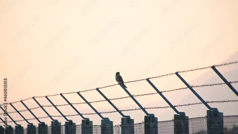 Bird sitting on airport security fence while observing the surroundings ...