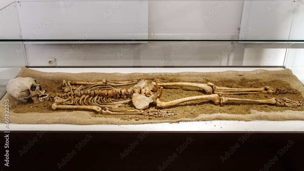 Arkaim, Russia - August, 24, 2021: Skeleton of an ancient man with an ...