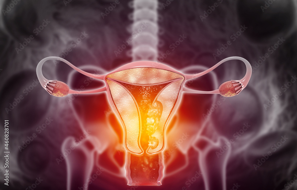 Anatomy Of Female Reproductive System 3d Illustration Stock
