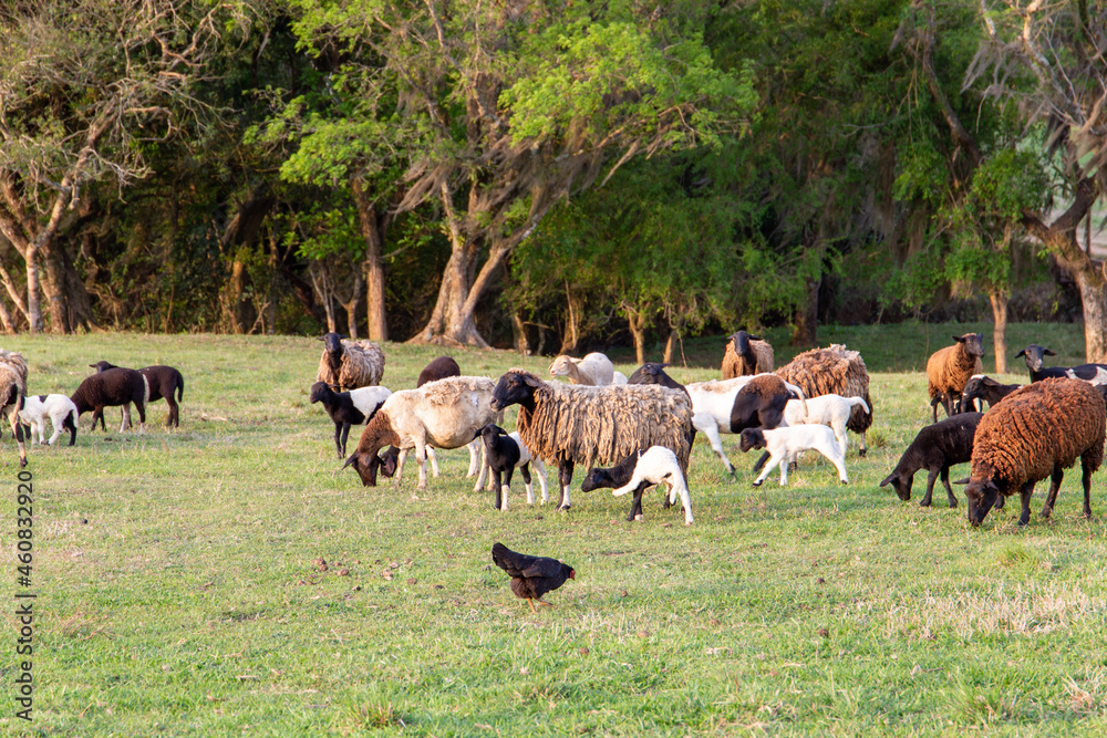 various animals on a beautiful farm. Golden autumn in the late ...