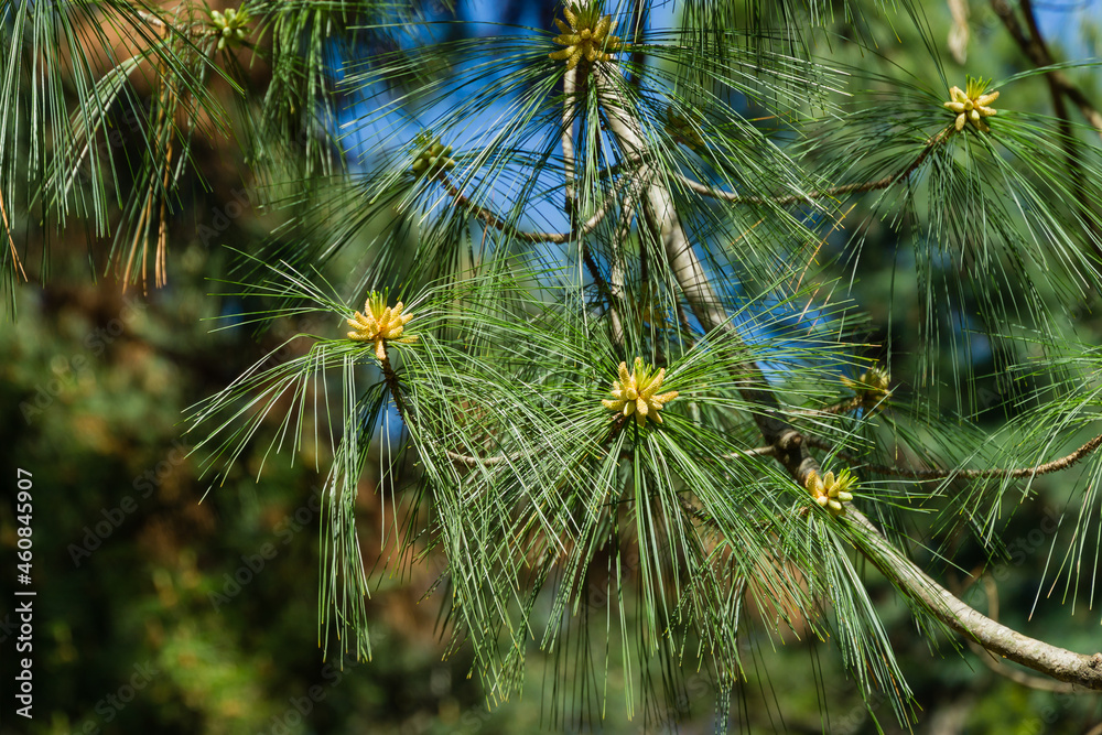 Close-up of bud pollination pinecone on pinus branches of Himalayan ...