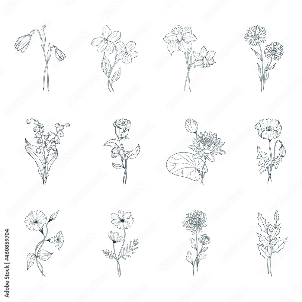 Birth month flowers set. Vector isolated spring and summer blossom ...