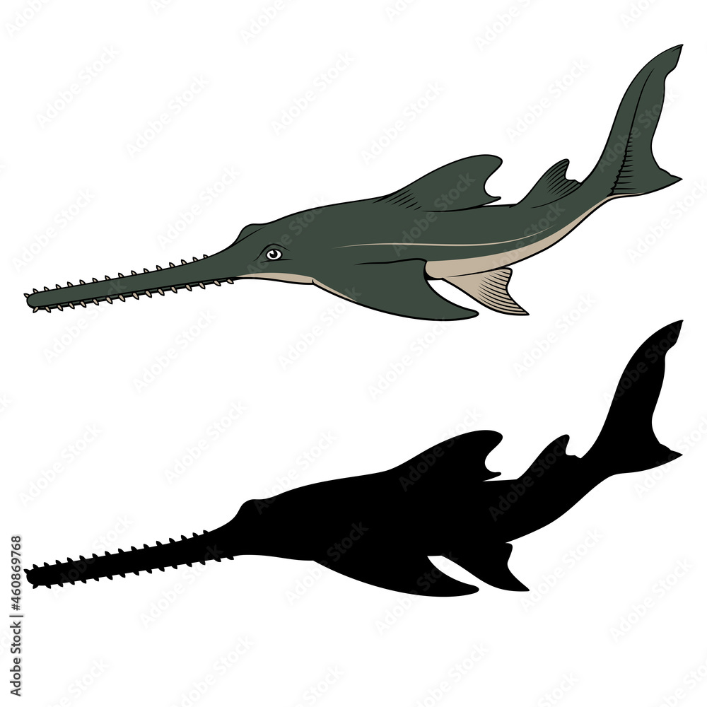 Sawfish. Vector clipart. Color and black versions. Stock Vector | Adobe ...