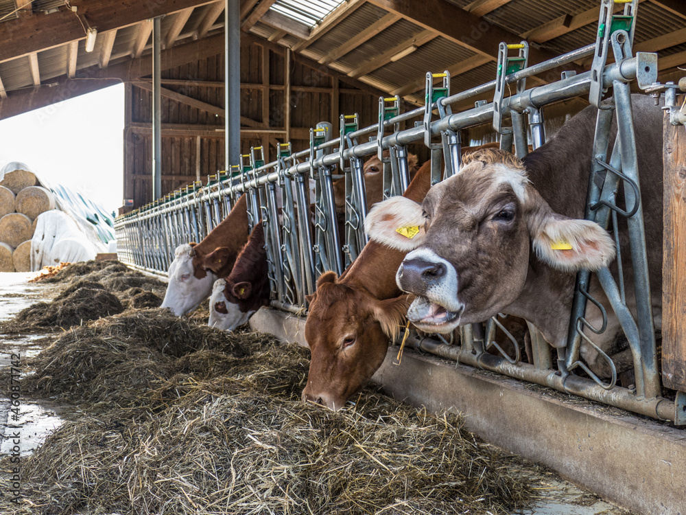 Kühe fressen Heu im Kuhstall Stock Photo | Adobe Stock