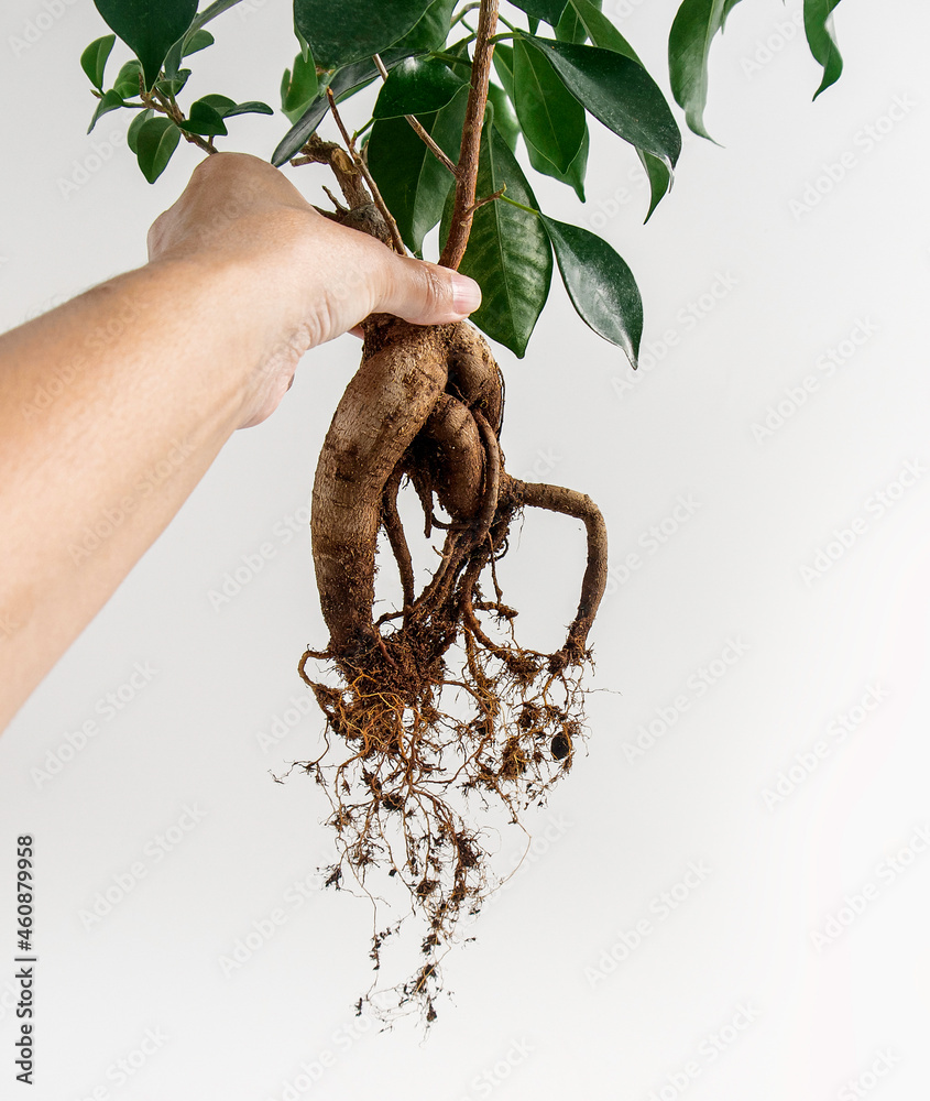 Closeup of hand holding exposed roots of ficus microcarpa ginseng ...