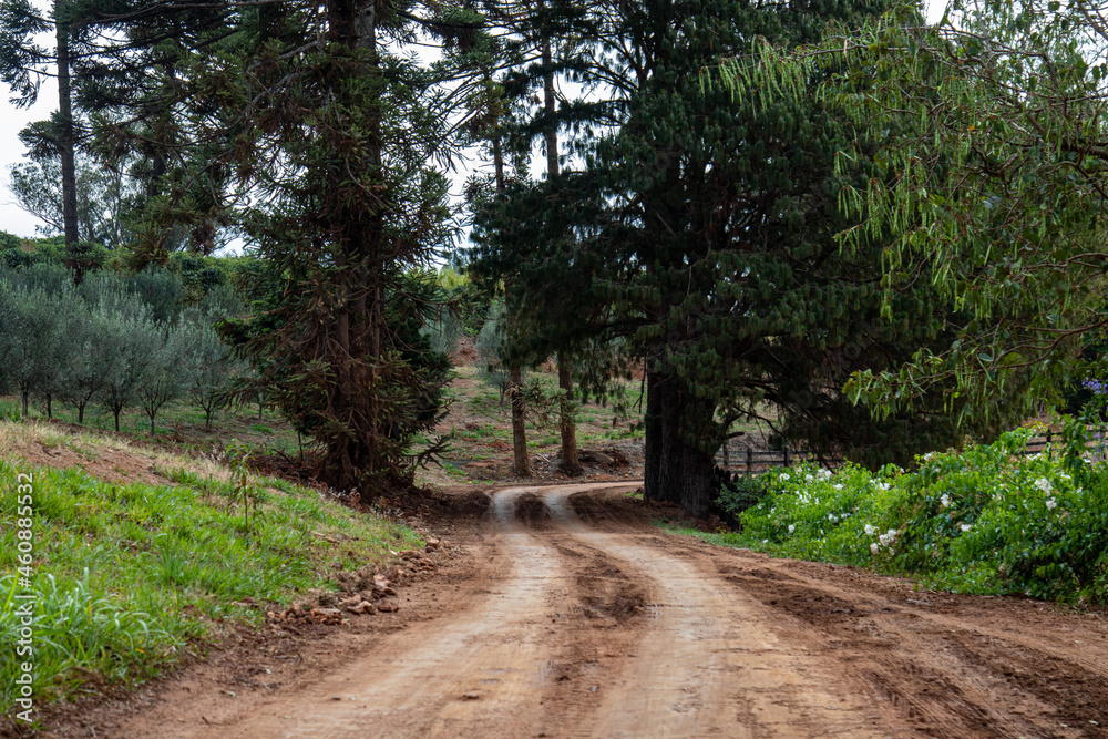 estrada de terra na mata com arvores, flores e mata nativa ภาพถ่ายสต็อก ...