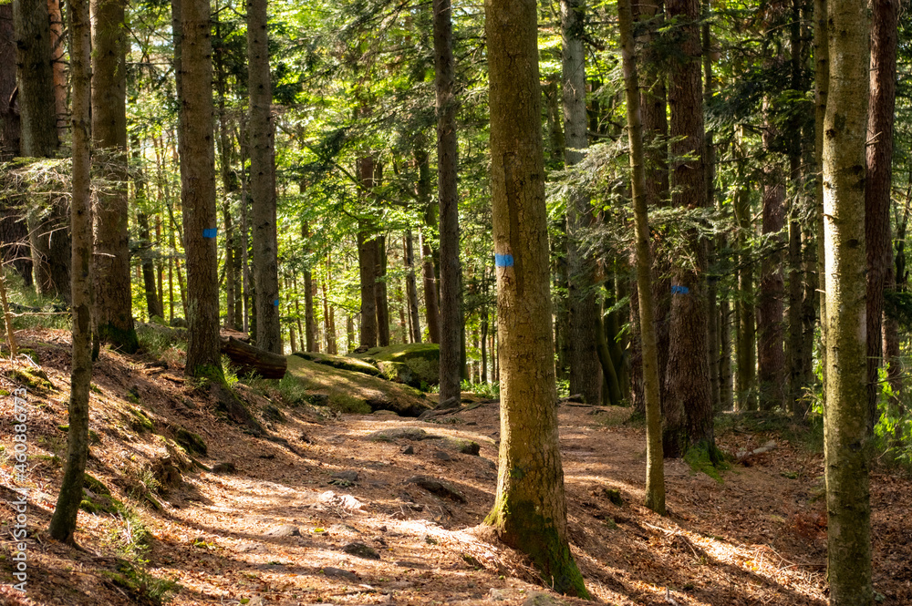 Sentier de forêt à l'automne Stock Photo | Adobe Stock