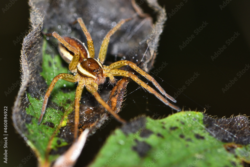 Closeup picture of the semi-aquatic European raft spider Dolomedes ...